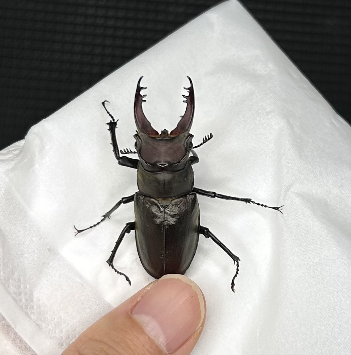 アマミミヤマクワガタの飼育記録 | こまちのブリードルーム