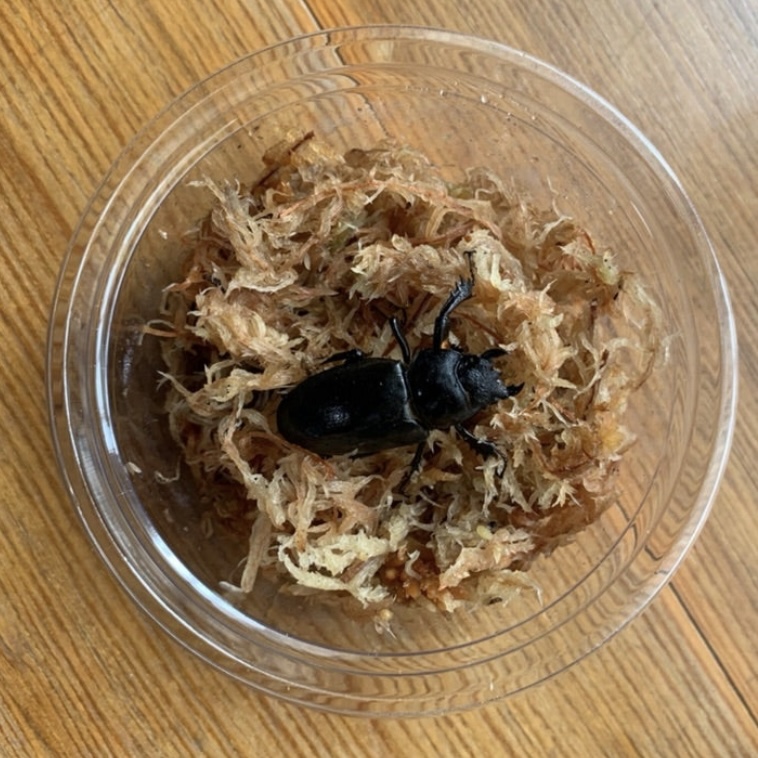 アマミミヤマクワガタの飼育記録 | こまちのブリードルーム